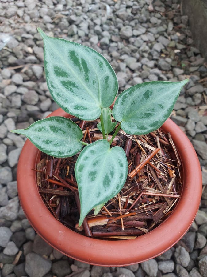 Anthurium silver blush stock image. Image of garden - 266189247