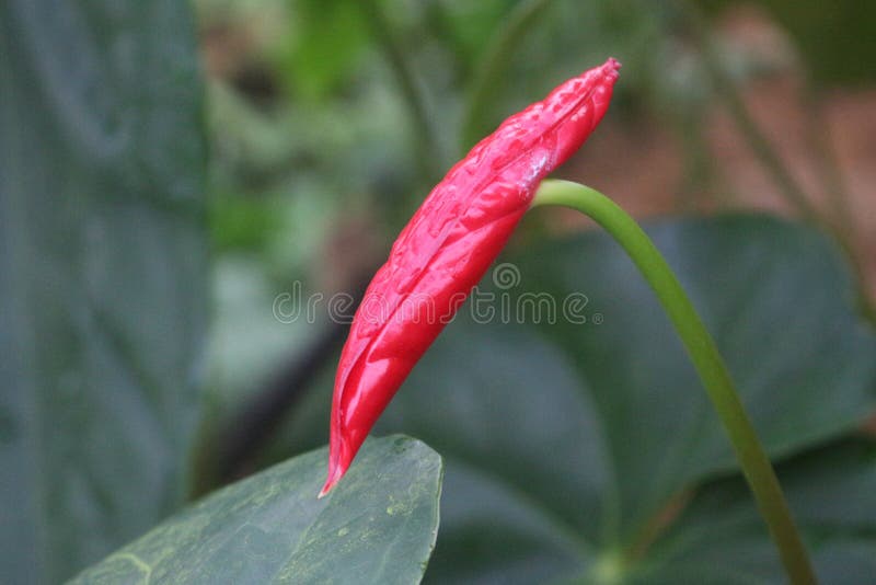 Small Anthurium stock photo. Image of colorful, blooming - 129446604