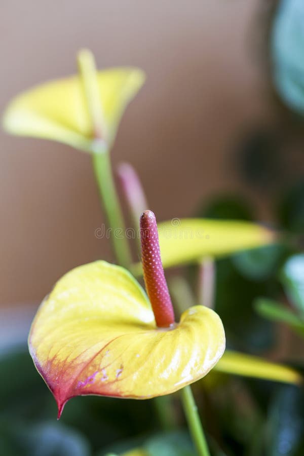 Anthurium in Yellow Species of Flowering Plants Many Names As ...