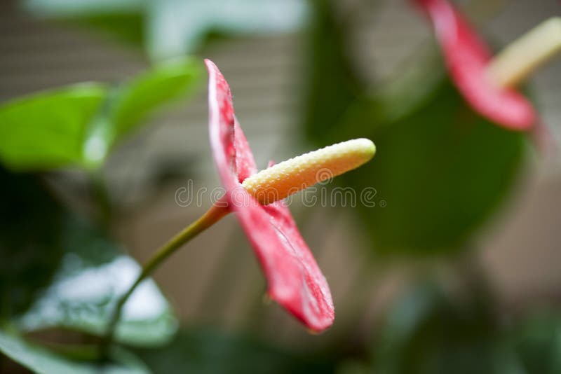 Anthurium in Yellow Species of Flowering Plants Many Names As ...