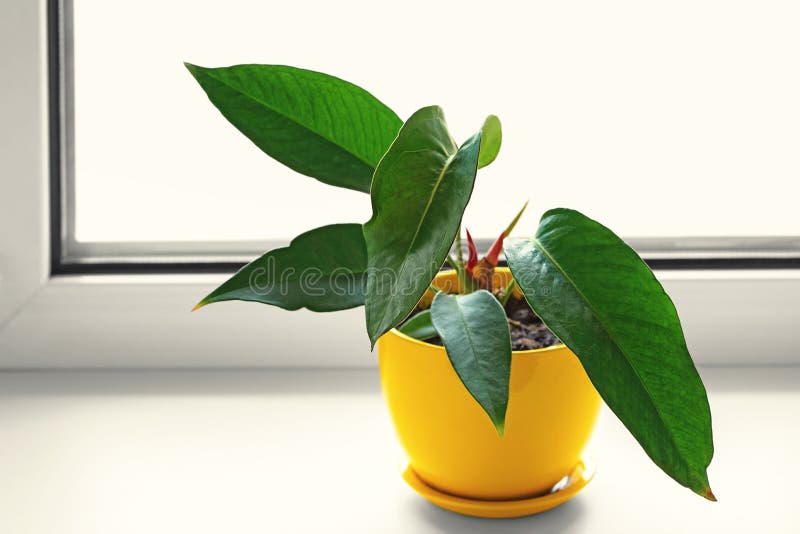 Anthurium in Yellow Species of Flowering Plants Many Names As ...