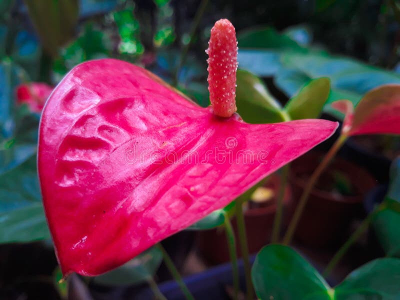Anthuriyan flower stock image. Image of anthuriyan, green - 120041265