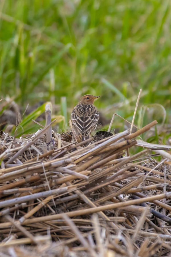 (Anthus Cervinus) Red-throated Pipit Stock Photo - Image of nature ...