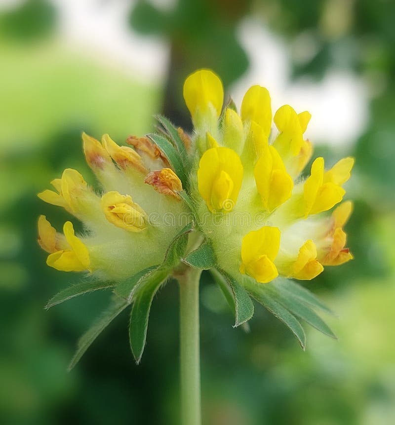 Anthyllis vulneraria stock photo. Image of kidneyvetch - 269940590