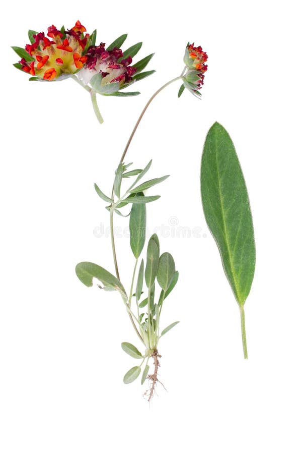 Anthyllis vulneraria stock photo. Image of common, flowers - 59083488