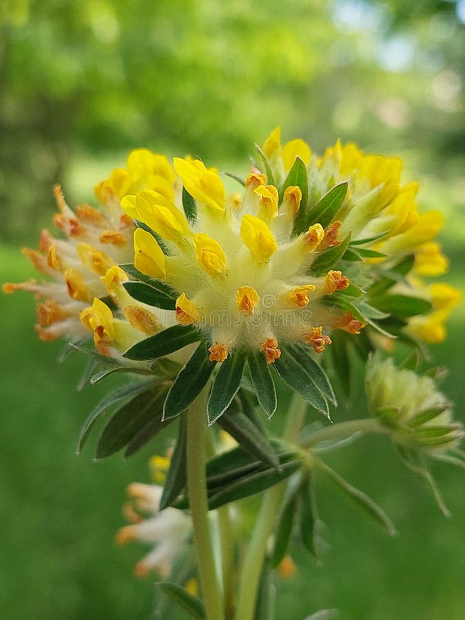 Anthyllis vulneraria stock image. Image of woundwort - 249187567