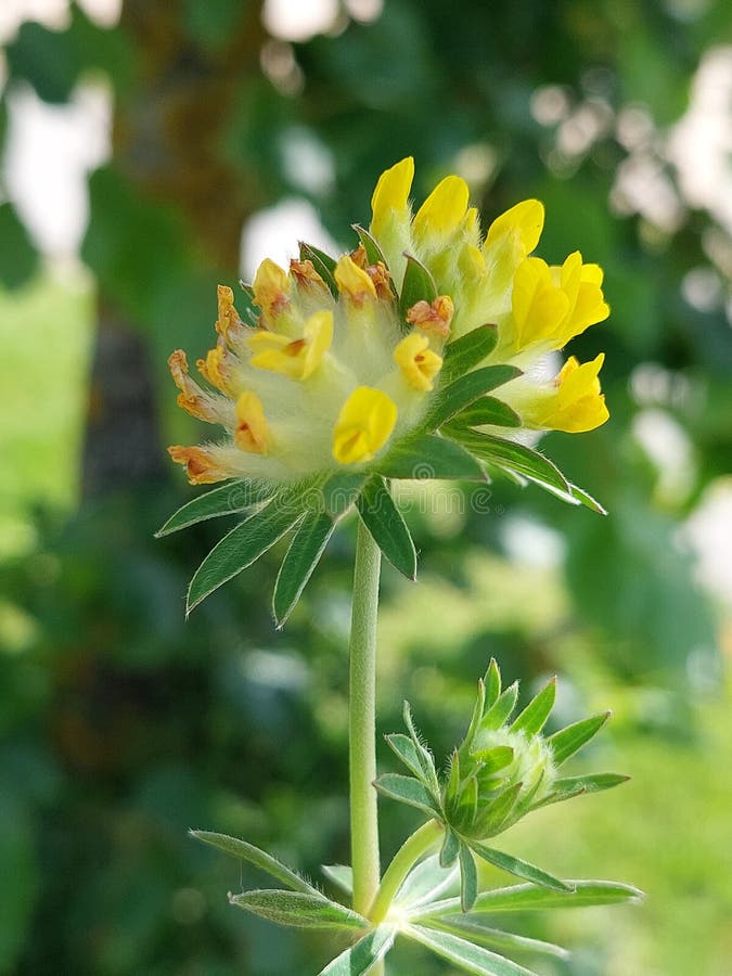 Anthyllis vulneraria stock image. Image of woundwort - 249187643