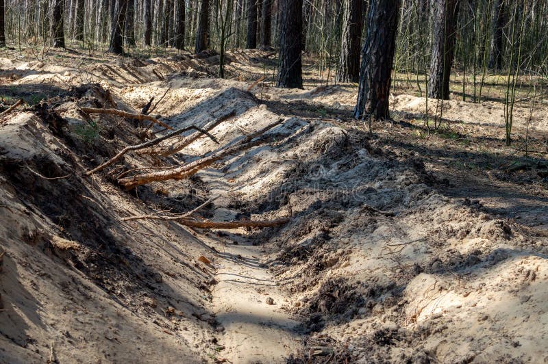 Anti-fire Ditch in a Pine Forest. Plowing Deep in the Forest To Prevent ...