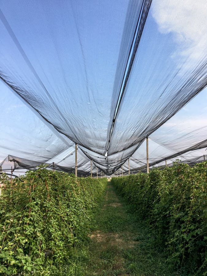 Anti-hail Nets Are Particularly Used For The Protection Of Fruit Trees ...