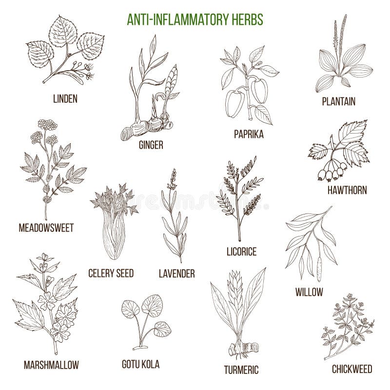 Anti-inflammatory Herbs. Hand Drawn Set of Medicinal Plants Stock ...