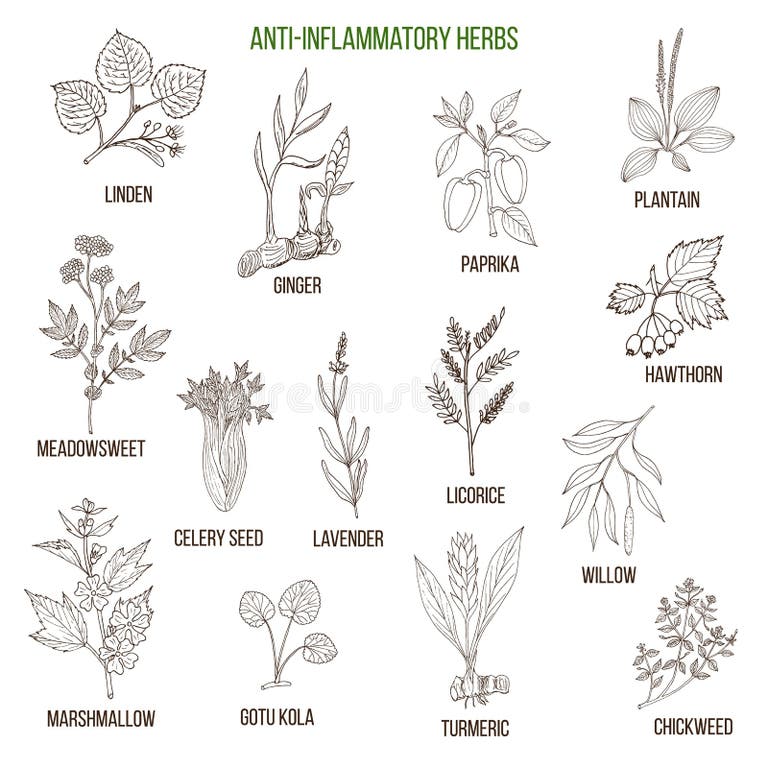Anti-inflammatory Herbs. Hand Drawn Set of Medicinal Plants Stock ...