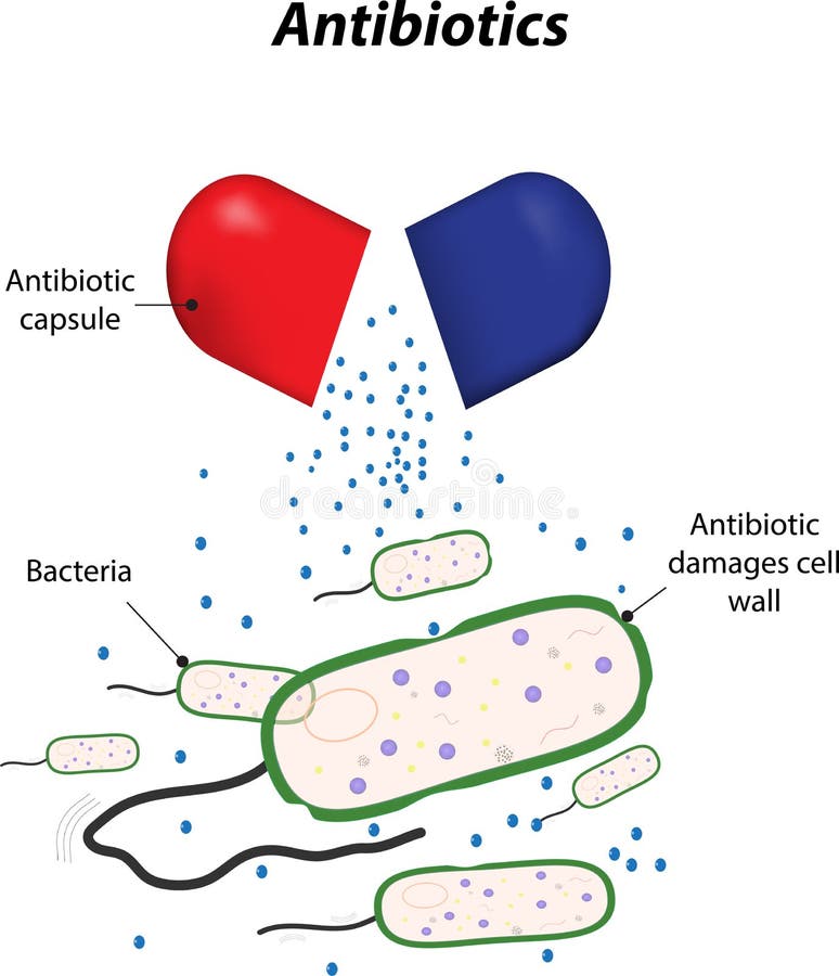 Ilustração Do Vetor Dos Antibióticos Esquema Etiquetado Do Tratamento ...
