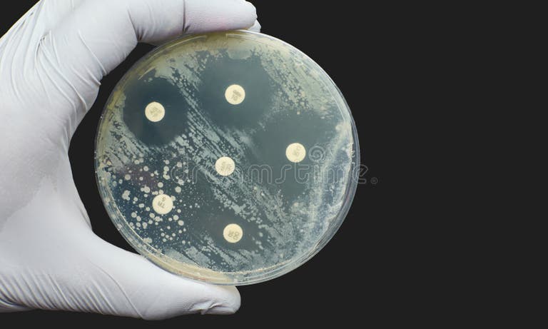 Antibiogram Kirby Bauer Antimicrobial Susceptibility Resistance ... Antibiogram Kirby Bauer Antimicrobial Susceptibility Resistance ...