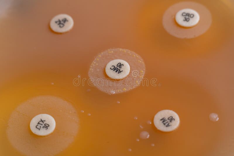 Antibiotic Discs on Agar Plate for Bacterial Resistance Testing. Stock ...