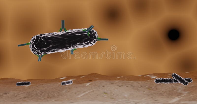 Opsonization Stock Illustrations – 9 Opsonization Stock Illustrations ...