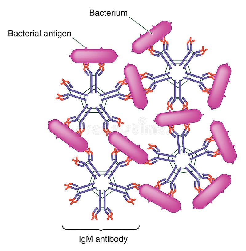Antibody action stock vector. Illustration of infection - 12436220