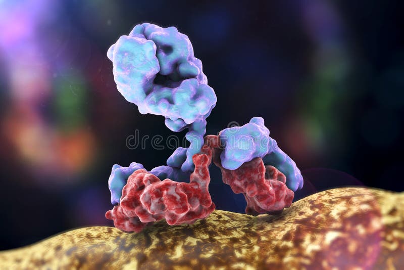 Structure of a Monoclonal Antibody Stock Illustration - Illustration of ...