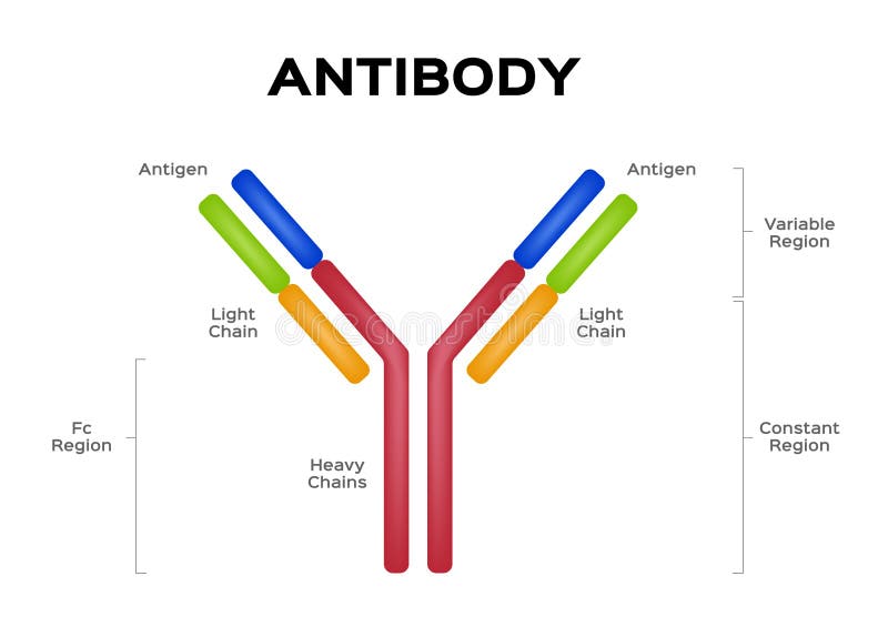 Antibody Vector Stock Illustrations – 3,361 Antibody Vector Stock ...