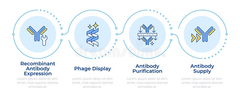 Antibody Production Process Infographic 4 Steps Stock Vector ...