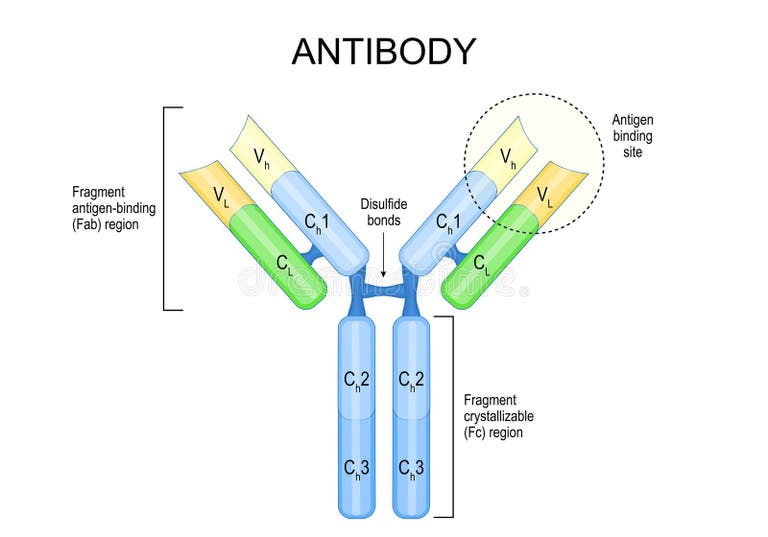Immunoglobulin Structure Stock Illustrations 547 Immunoglobulin Structure Stock Illustrations