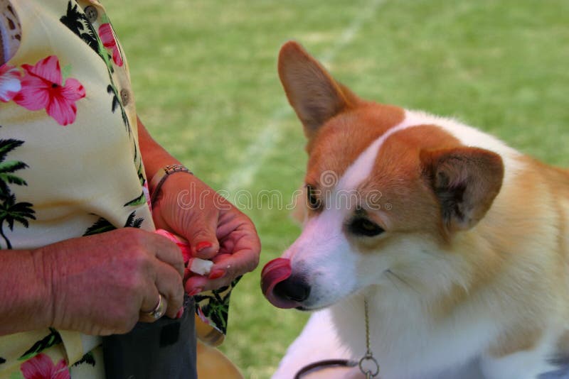 Anticipating a Treat stock photo. Image of compete, competition - 49828