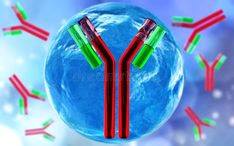 Anticorpos, Imunoglobulina, O Imune Ilustração Stock - Ilustração de ...