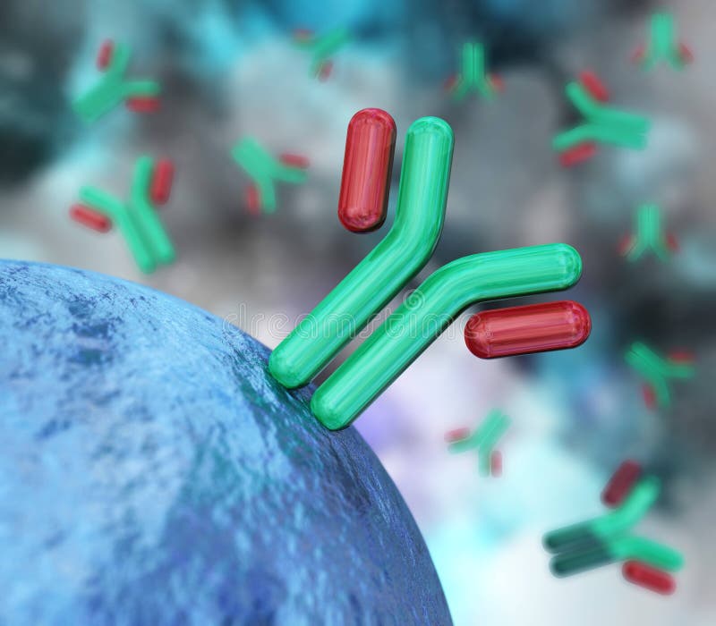 Anticuerpos, Inmunoglobulinas, El Inmune Stock de ilustración ...