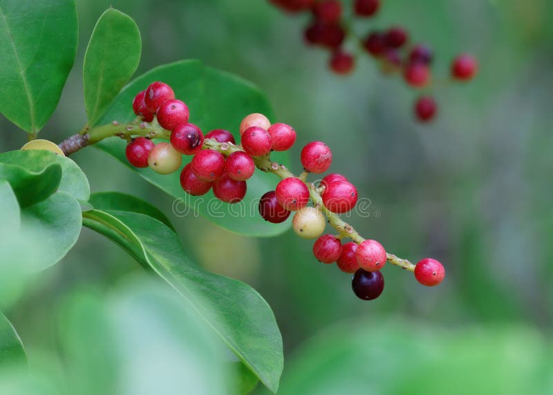 Antidesma Bunius (L.) Spreng Stock Photo - Image of food, antidesma ...