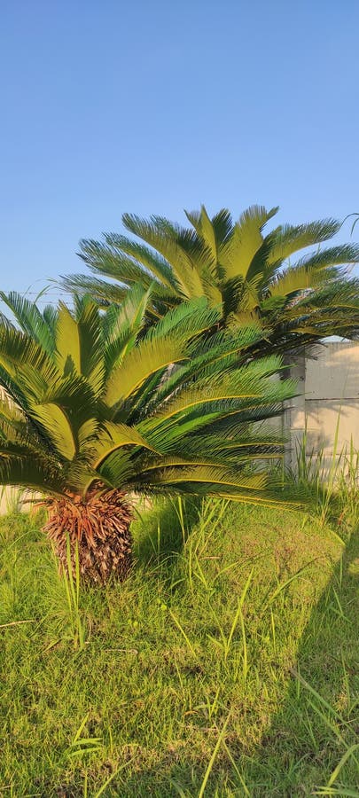 The Antidote Jambe Plant Has a Distinctive Tree, Fibrous Upwards and ...