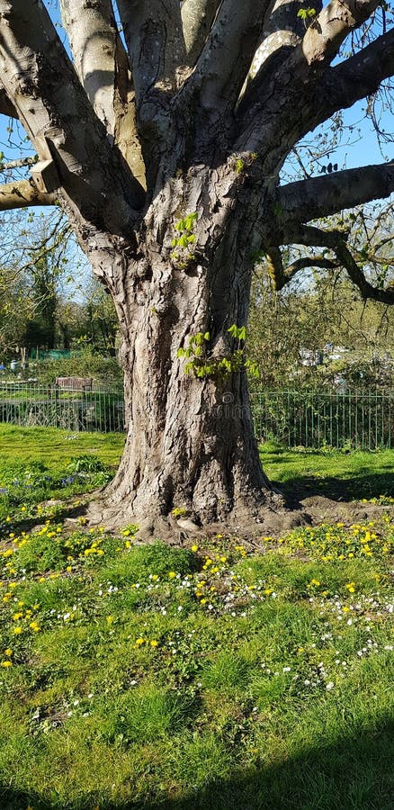 Antient Beech Tree Epping Forest Stock Image - Image of forest, antient ...