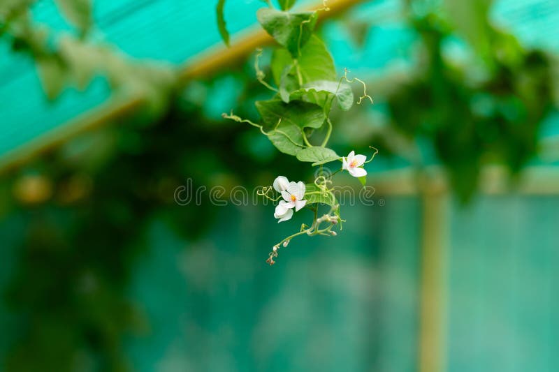 131 Focus Antigonon Leptopus Stock Photos - Free & Royalty-Free Stock ...