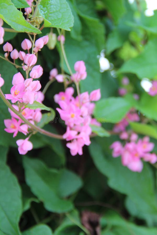 Leptosus Flower Stock Photos - Free & Royalty-Free Stock Photos from ...