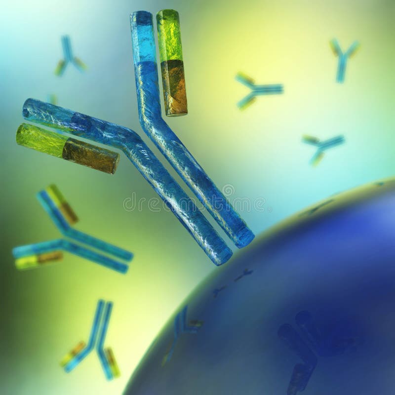 Antilichamen, Immunoglobulins, Immuun Stock Afbeelding - Image of bloed ...