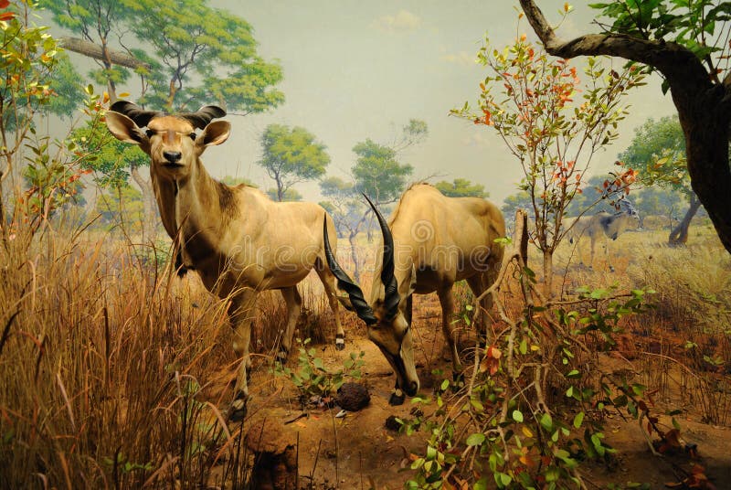 Antilop redaktionell arkivfoto. Bild av skärmar, välfylldt - 16195113