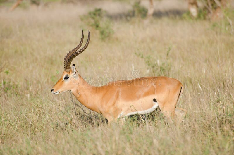 Antilop fotografering för bildbyråer. Bild av spädbarn - 24273697