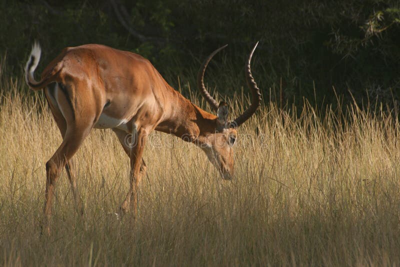 Antilopa stock image. Image of wild, animals, antilopa - 3047939