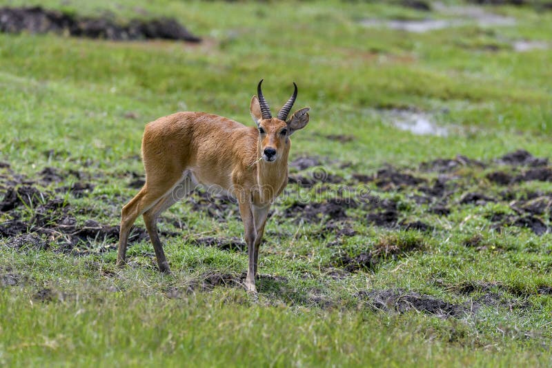 Antilope stock afbeelding. Image of antilope, wild, tijd - 110362413