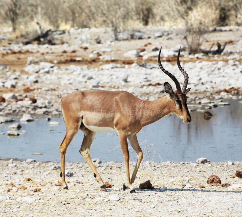 Antilope stockbild. Bild von eingebürgert, nave, reise - 12215665