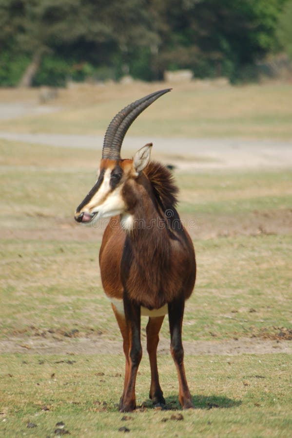 Antilope stock photo. Image of horns, mammal, brown, curiousity - 3826408