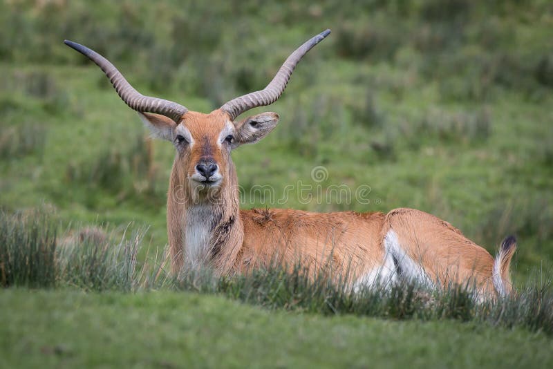 Antilope de Lechwe photo stock. Image du afrique, extérieur - 82604038