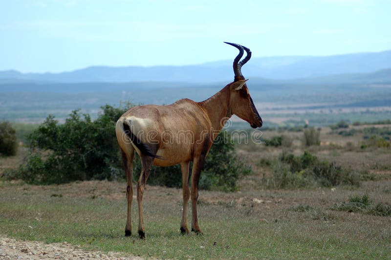 Antilope africaine photo stock. Image du namibie, buissons - 1134026