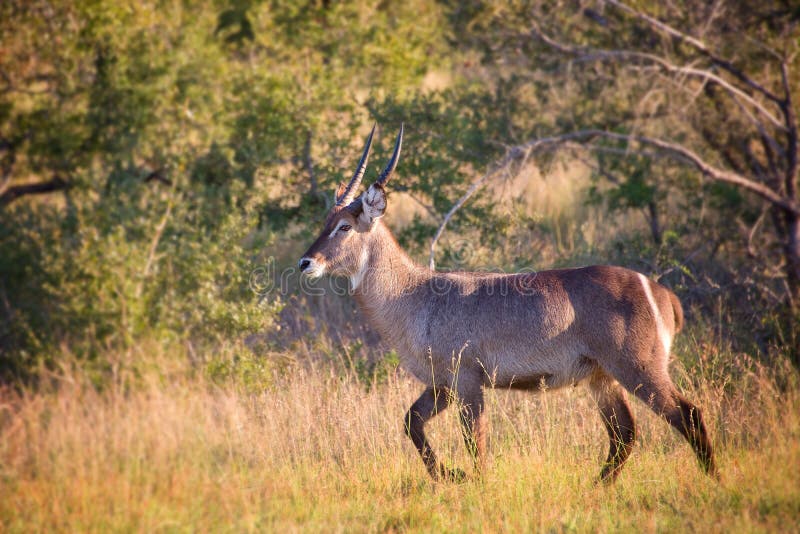 Antilope Africana Di Waterbuck Fotografia Stock - Immagine di africa ... Antilope Africana Di Waterbuck Fotografia Stock - Immagine di africa ...
