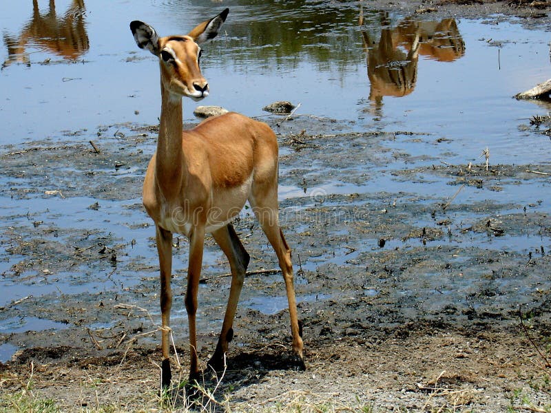 Antilope africano imagen de archivo. Imagen de serengeti - 11121981