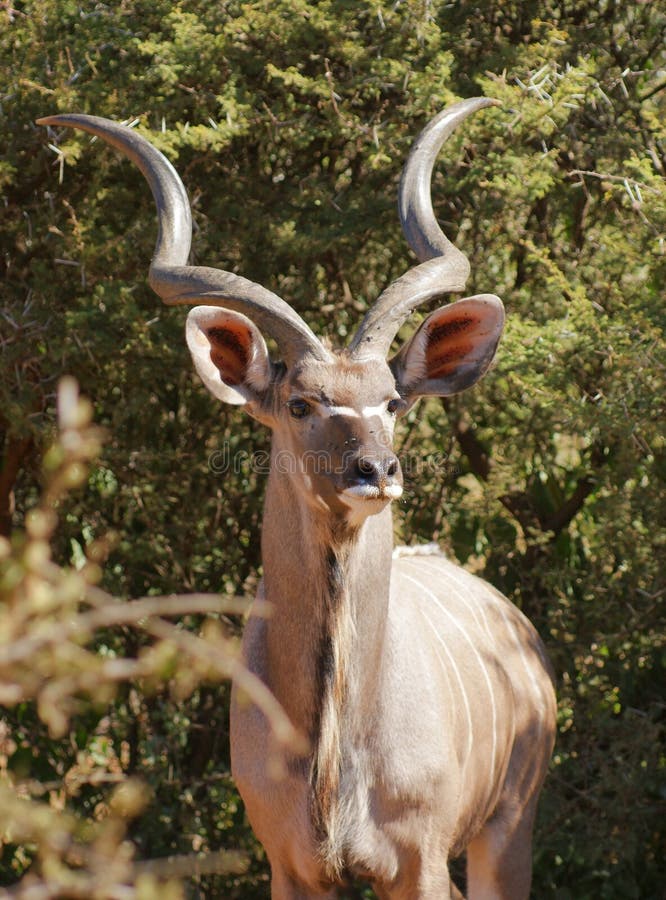 Antilope in Botswana stockfoto. Bild von säugetier, busch - 55982660