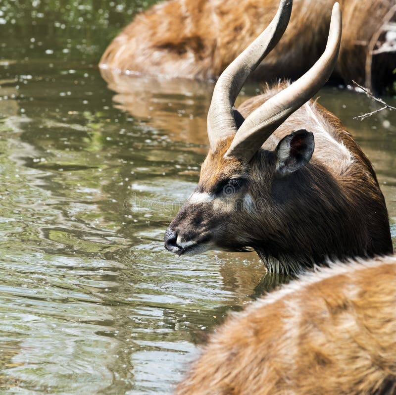 Sitatunga (antilope De Marais) Dans L'eau Photo stock - Image du ...