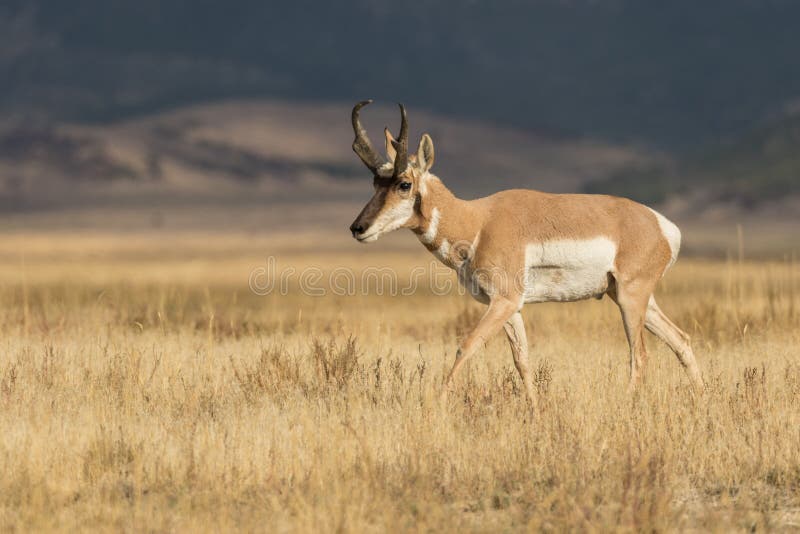 Troupeau D'antilope De Pronghorn Photo stock - Image du faune, mammifère: 135189770