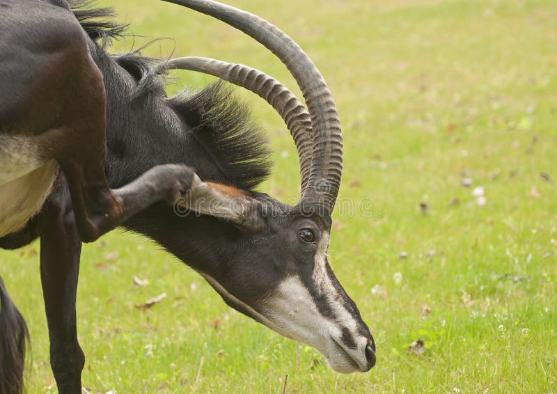 Antilope de sable image stock. Image du klaxon, crinière - 35404097