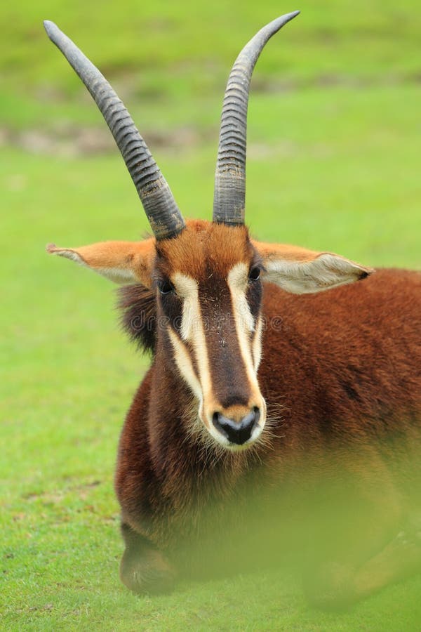 Antilope de sable image stock. Image du faune, savane - 20725827