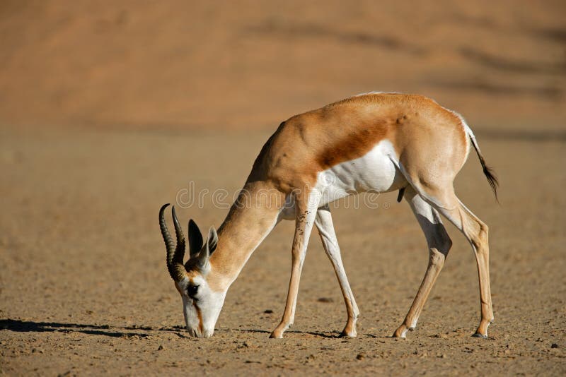 Antilope Dell'antilope Saltante Fotografia Stock - Immagine di ecologia ...