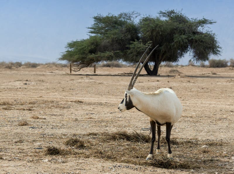 Antilope, Der Arabische Oryx (Oryx Leucoryx) Stockbild - Bild von ...